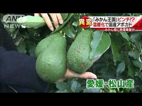 JAPANESE AVOCADO - Japino.net